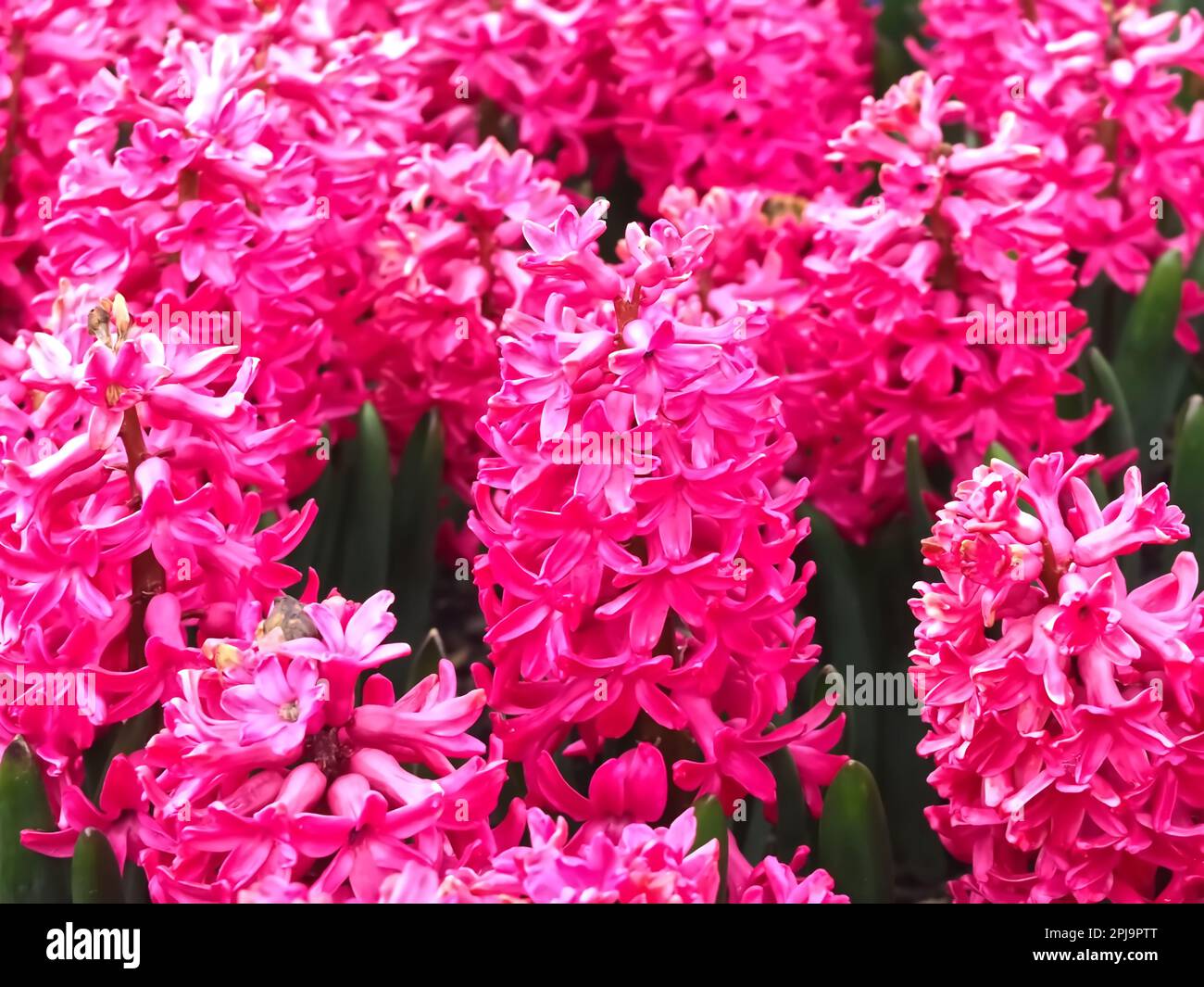 Field with blooming hyacinths in bright colors Stock Photo - Alamy
