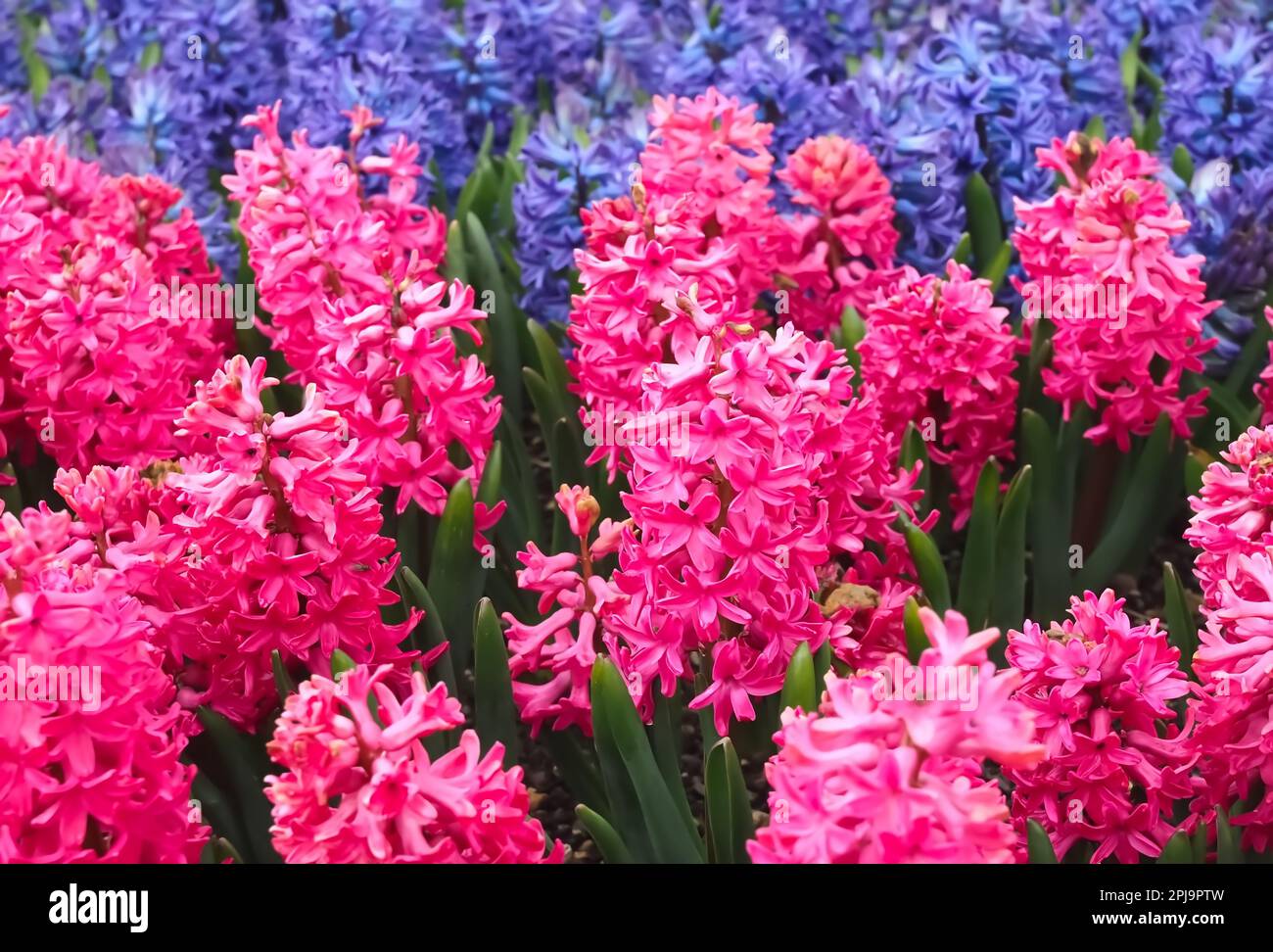 Field with blooming hyacinths in bright colors Stock Photo - Alamy