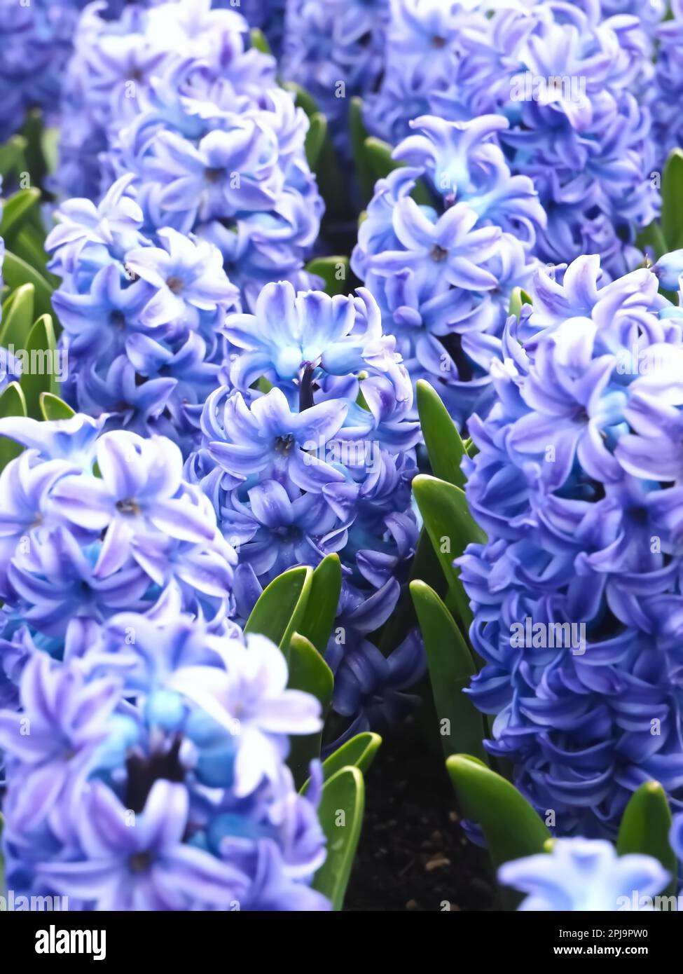 Field with blooming hyacinths in bright colors Stock Photo - Alamy