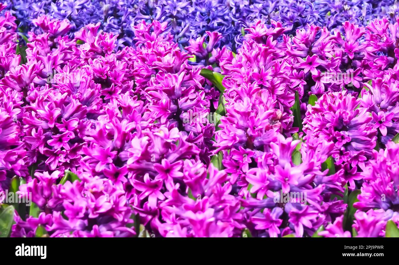 Hyancinthos hi-res stock photography and images - Alamy