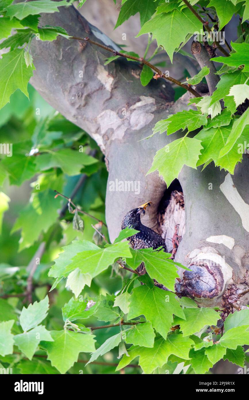 Common Starling: returning from hunting insects to feed the chicks ...