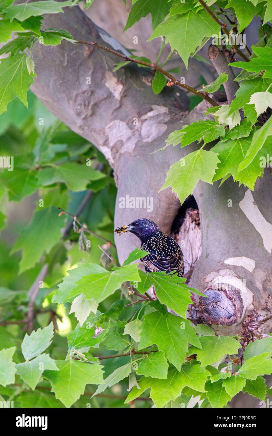 Common Starling: returning from hunting insects to feed the chicks ...