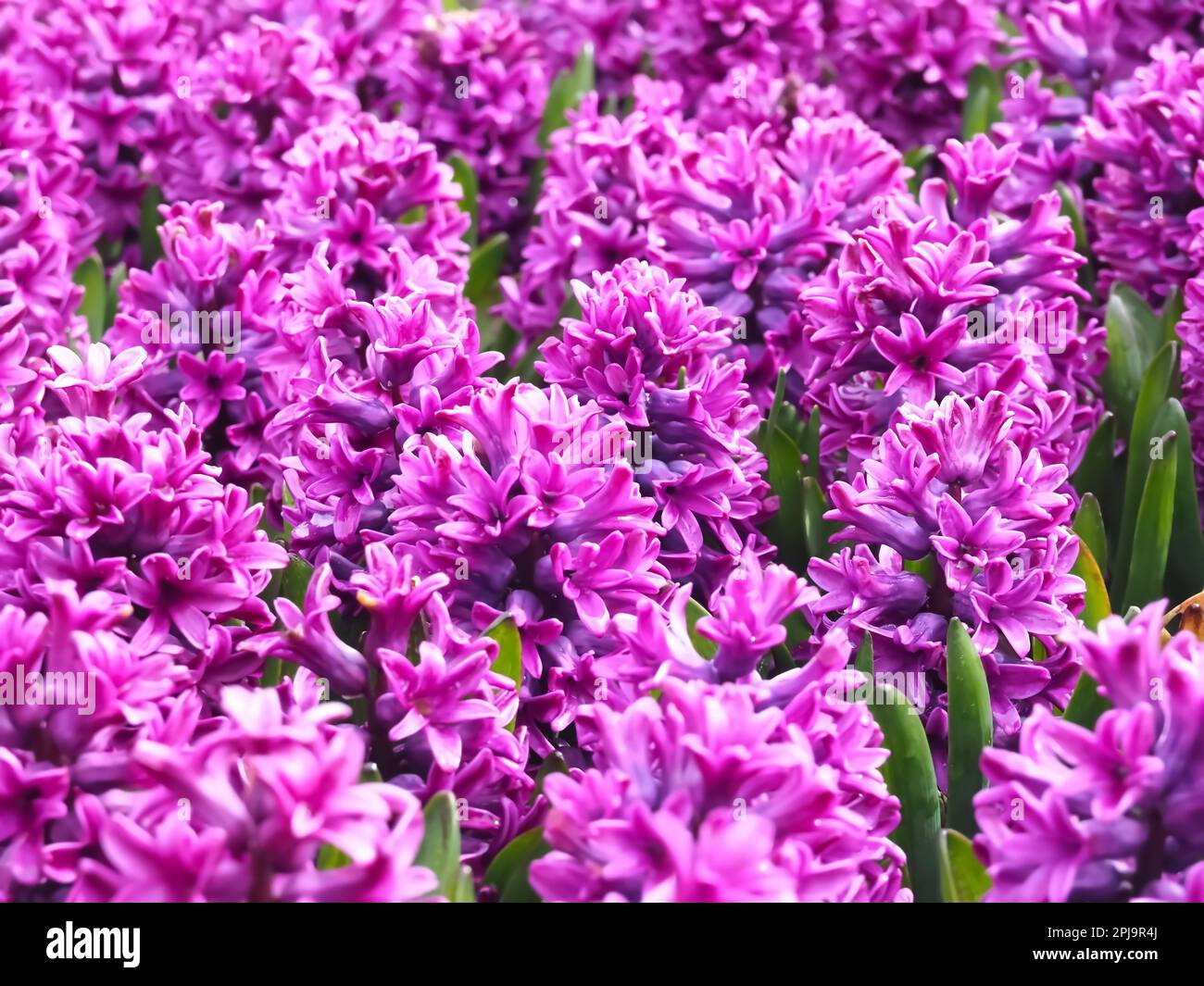 Field with blooming hyacinths in bright colors Stock Photo - Alamy