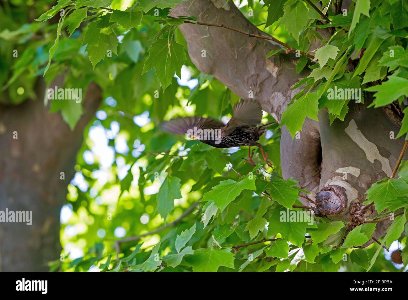 Common Starling: returning from hunting insects to feed the chicks ...