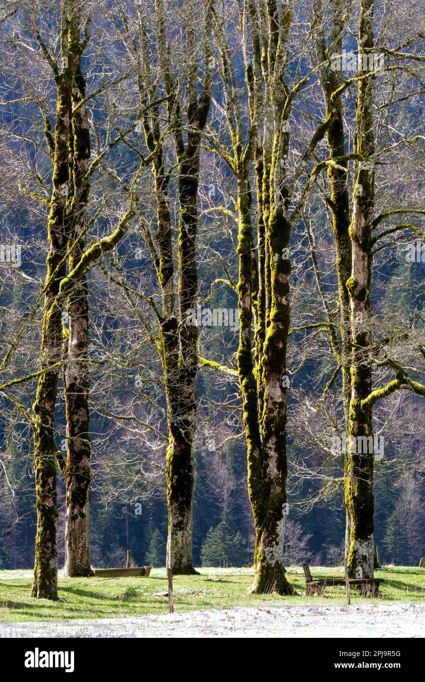 Grande Chartreuse monastery area, Isère, France Stock Photo - Alamy