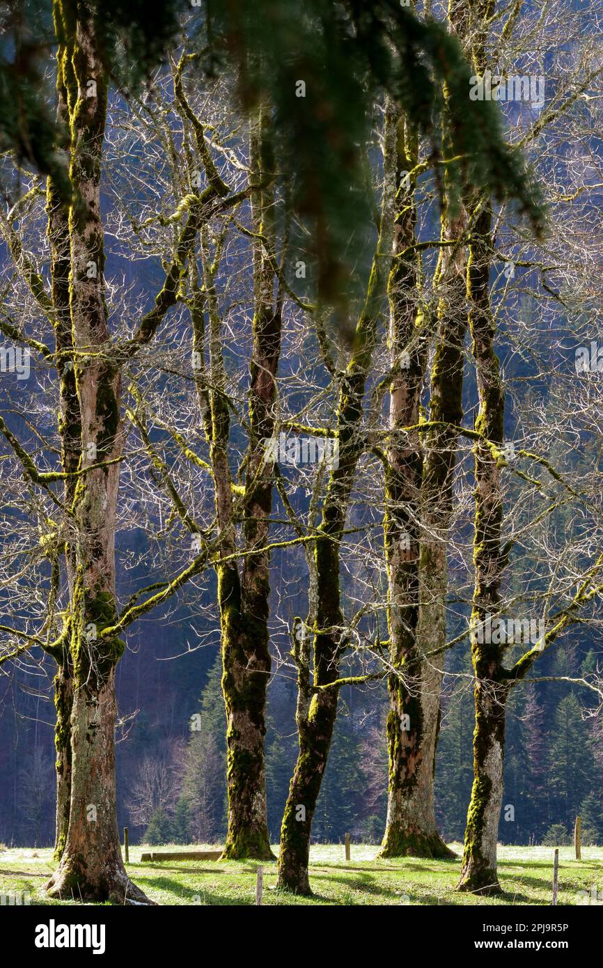 Grande Chartreuse monastery area, Isère, France Stock Photo - Alamy
