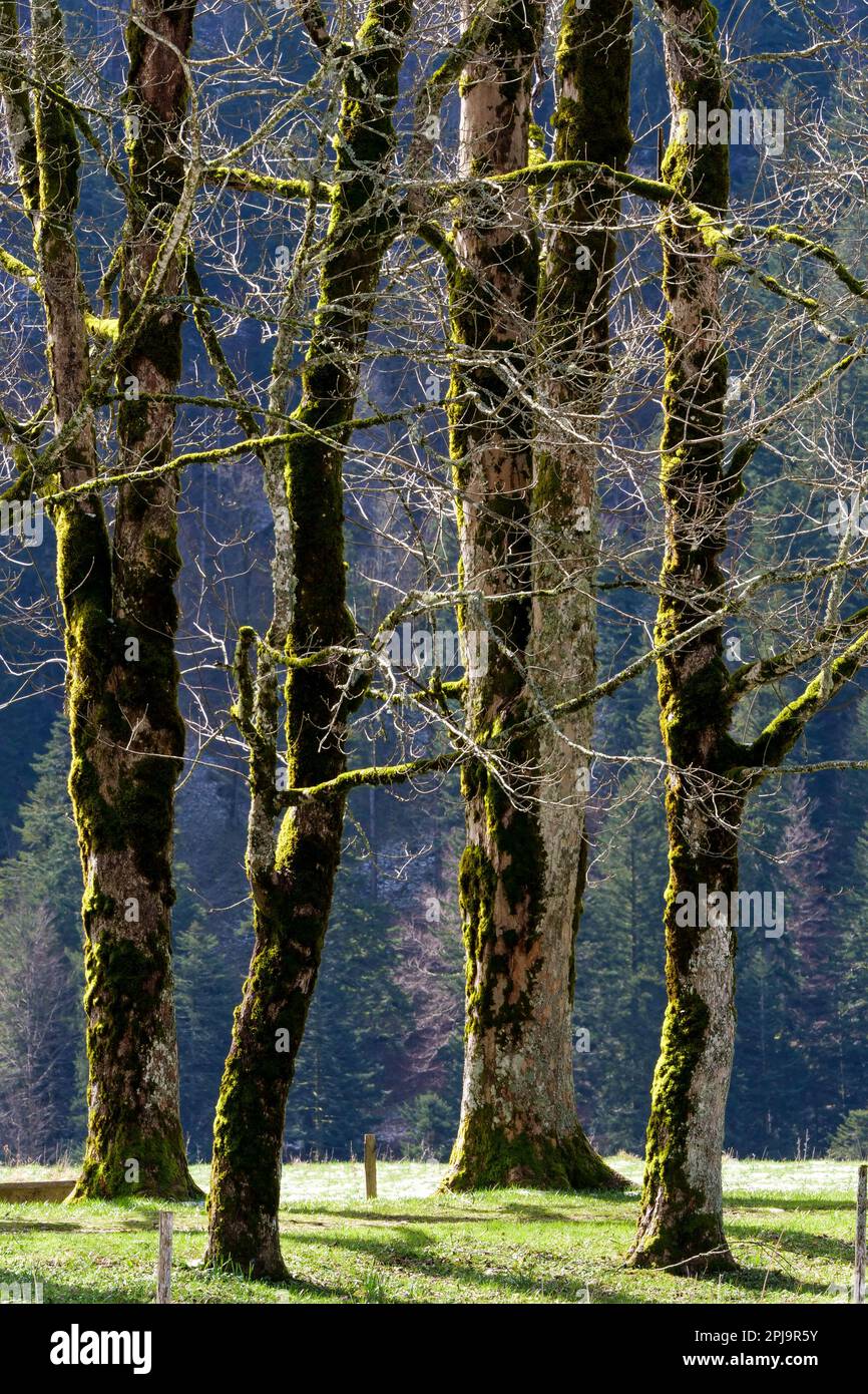 Grande Chartreuse monastery area, Isère, France Stock Photo - Alamy