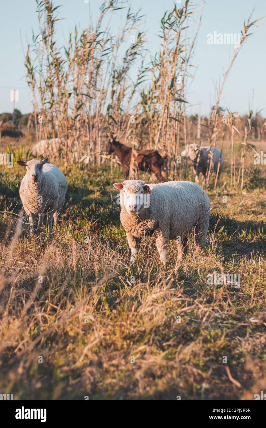 Portrait of a Portuguese sheep chewing grass at sunset in the middle of ...