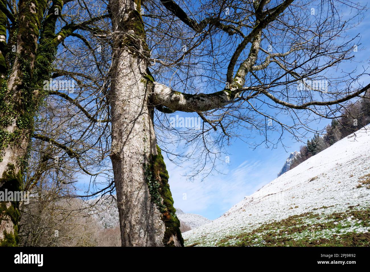 Grande Chartreuse monastery area, Isère, France Stock Photo - Alamy