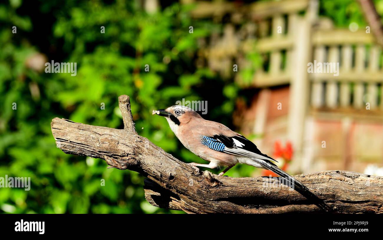 Jay ponds hi-res stock photography and images - Alamy