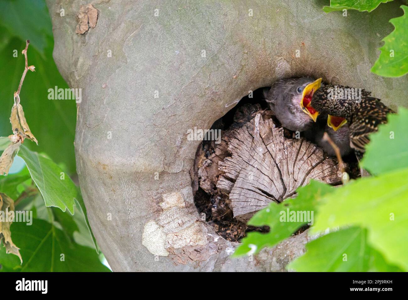 Common Starling: returning from hunting insects to feed the chicks ...