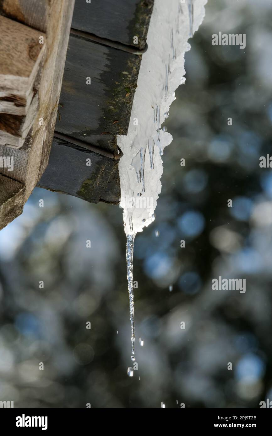 Drops of water falling from an ice stalactite, Chartreuse chain, Isère ...