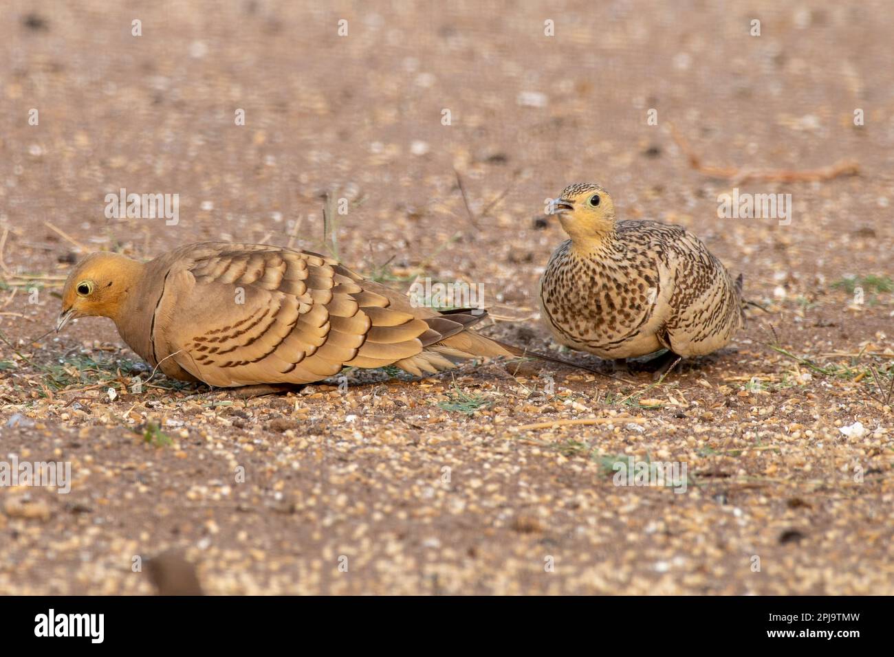 Chestnut-bellied sandgrouse or common sandgrouse(Pterocles exustus ...