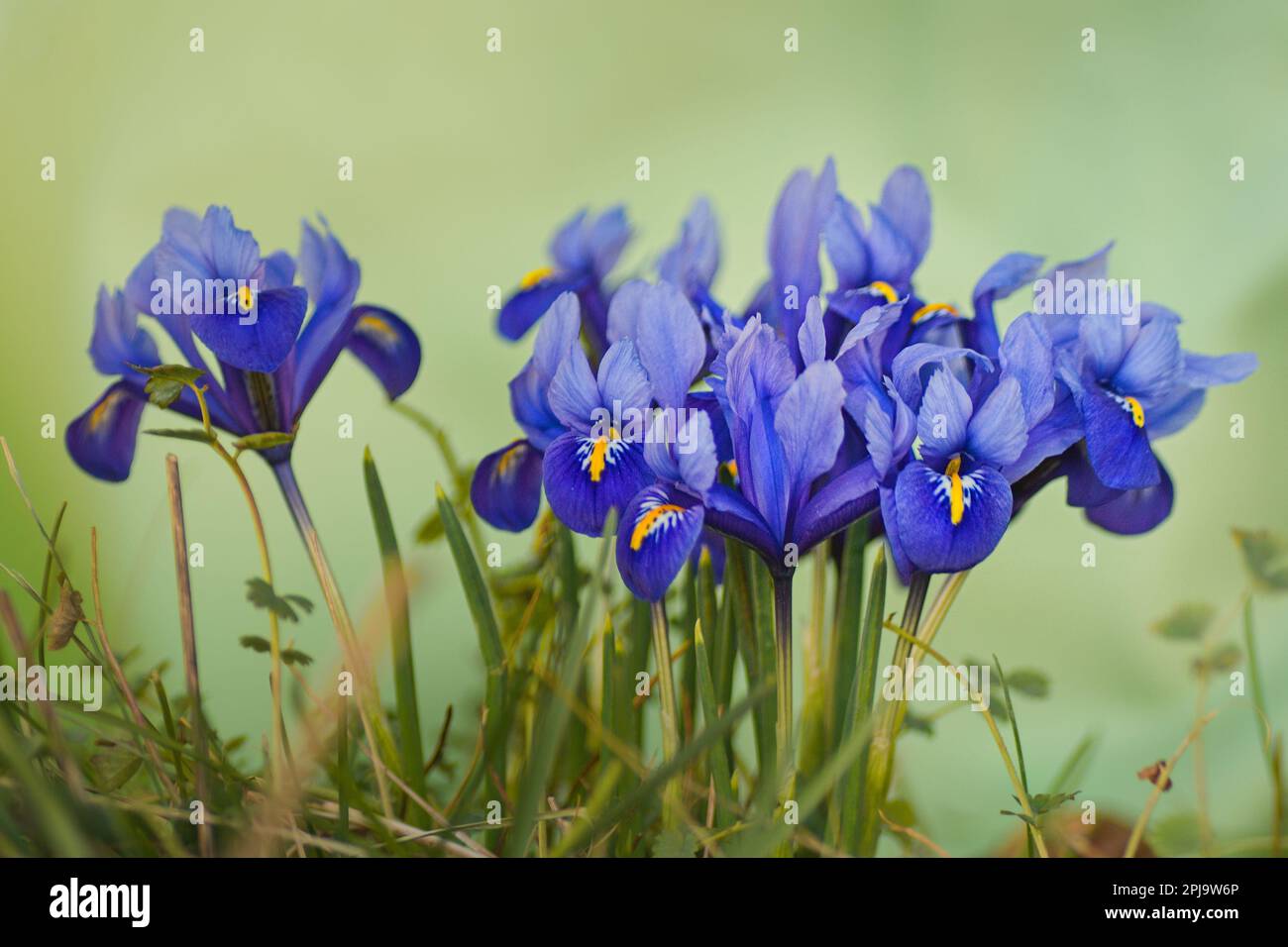 Little sprig hi-res stock photography and images - Alamy