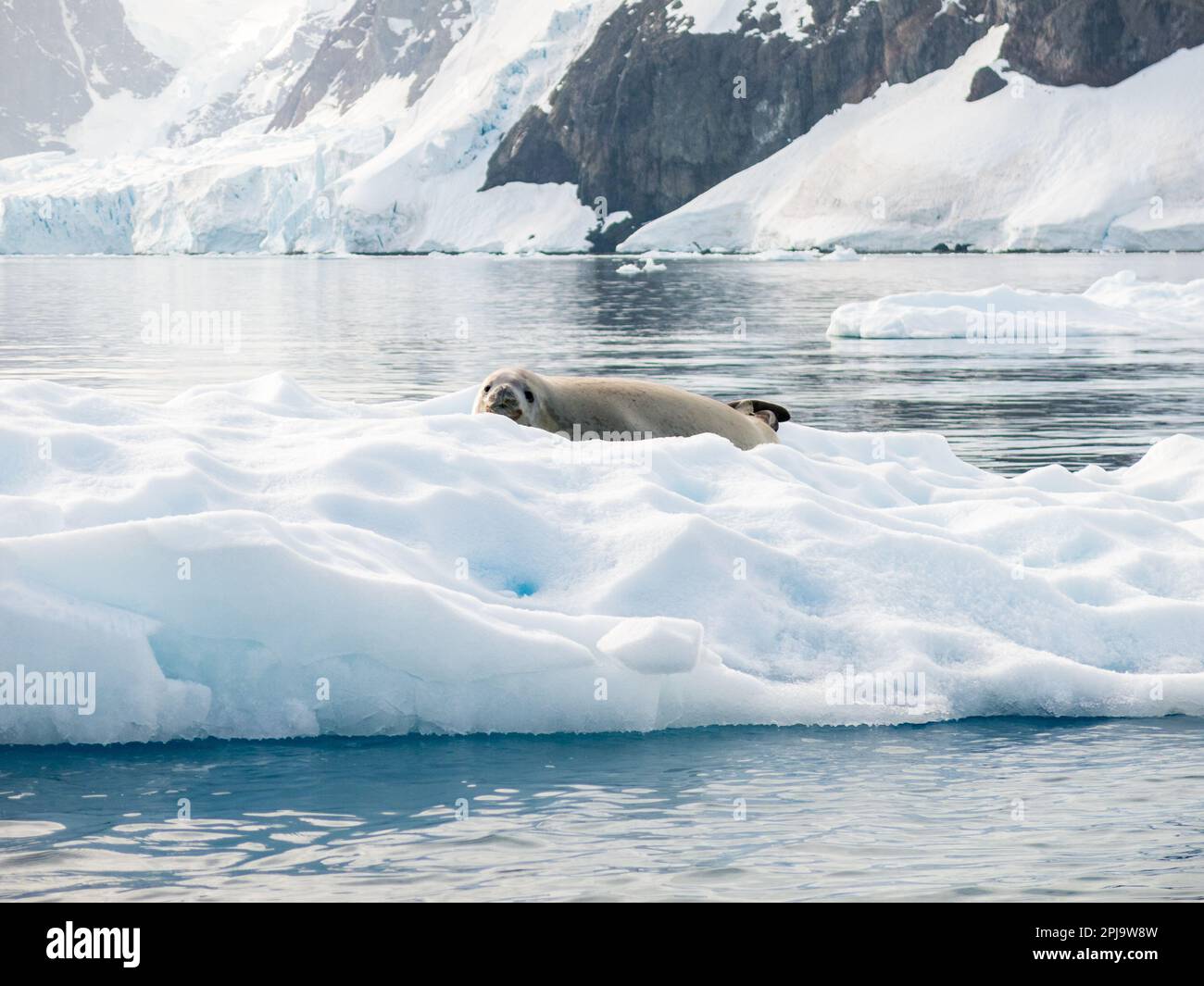 Crabeater seal, Lobodon carcinophagus, resting on a piece of floating ...