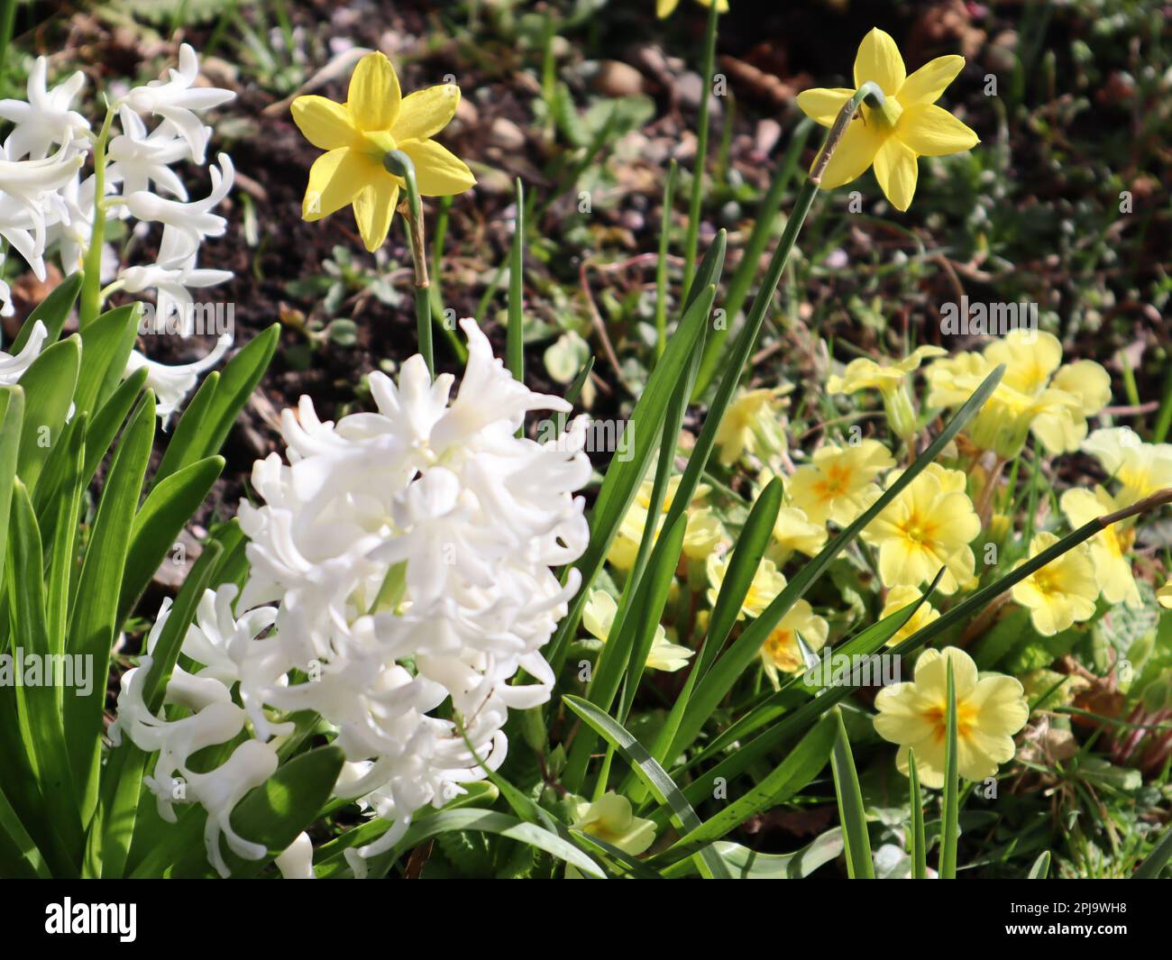White hyacinth daffodils growing hi-res stock photography and images ...