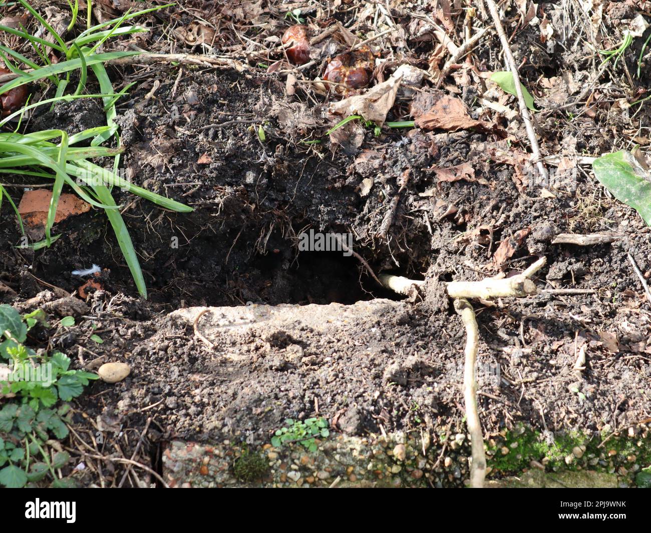 Compost heap in garden with animal burrow Stock Photo - Alamy