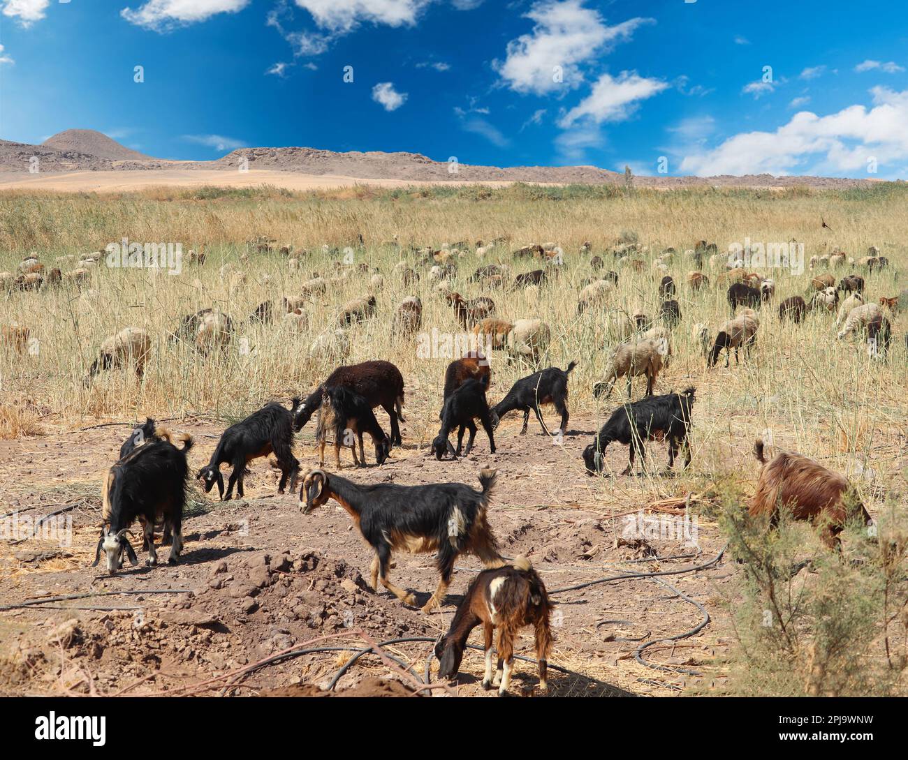 Goats on grass hi-res stock photography and images - Alamy