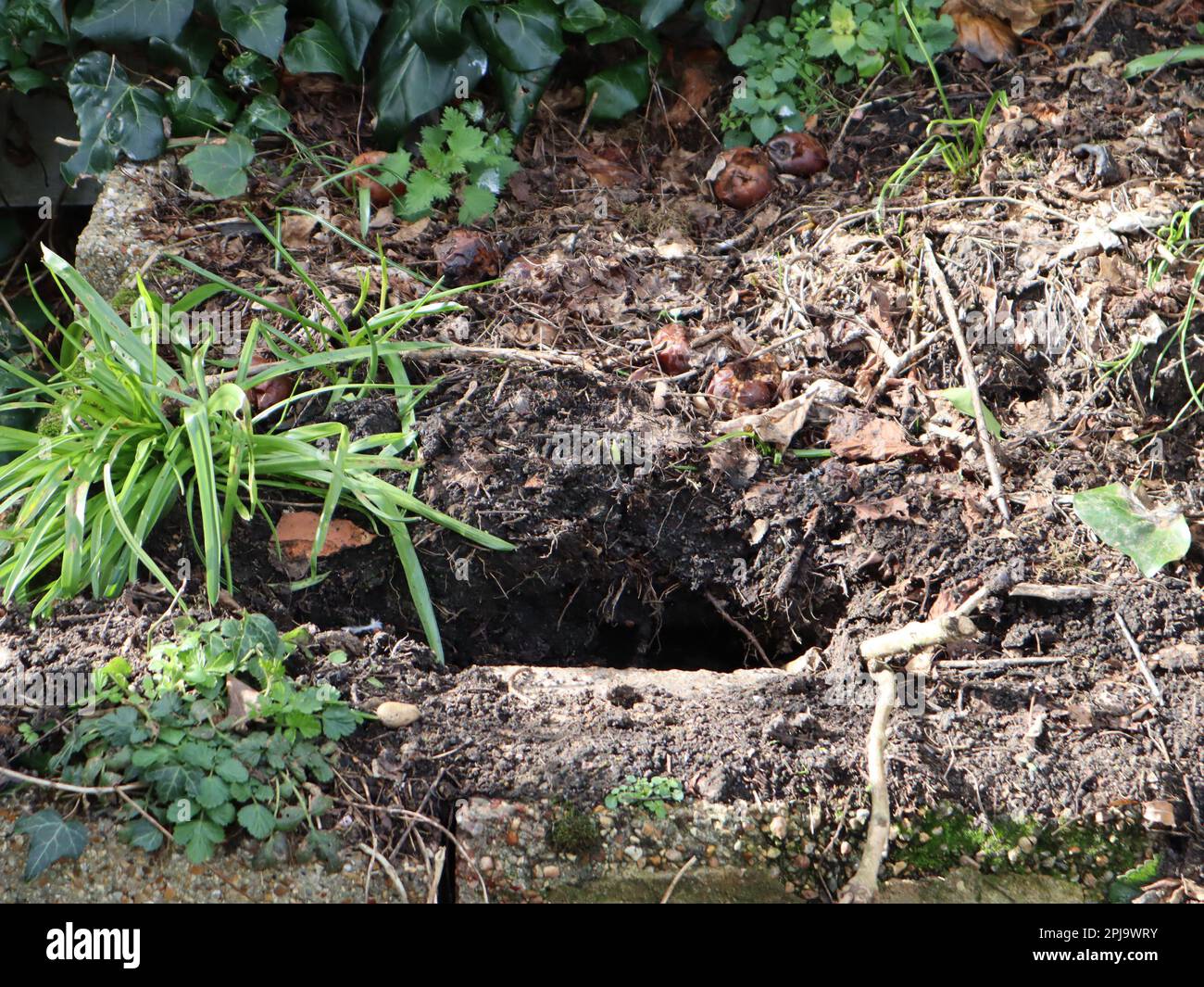 Animal hole in compost hi-res stock photography and images - Alamy
