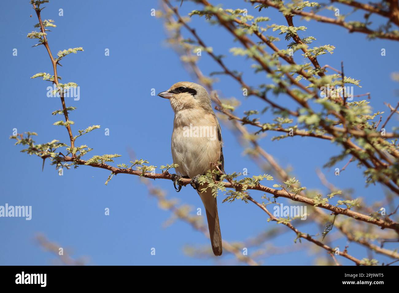 Isabelline shrike bird (Lanius isabellinus Stock Photo - Alamy