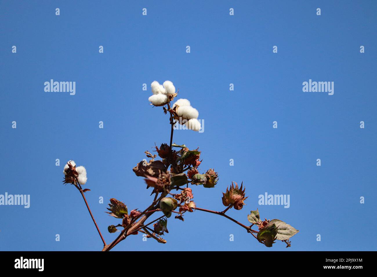 upland cotton plant near Aswan, Egypt Stock Photo - Alamy