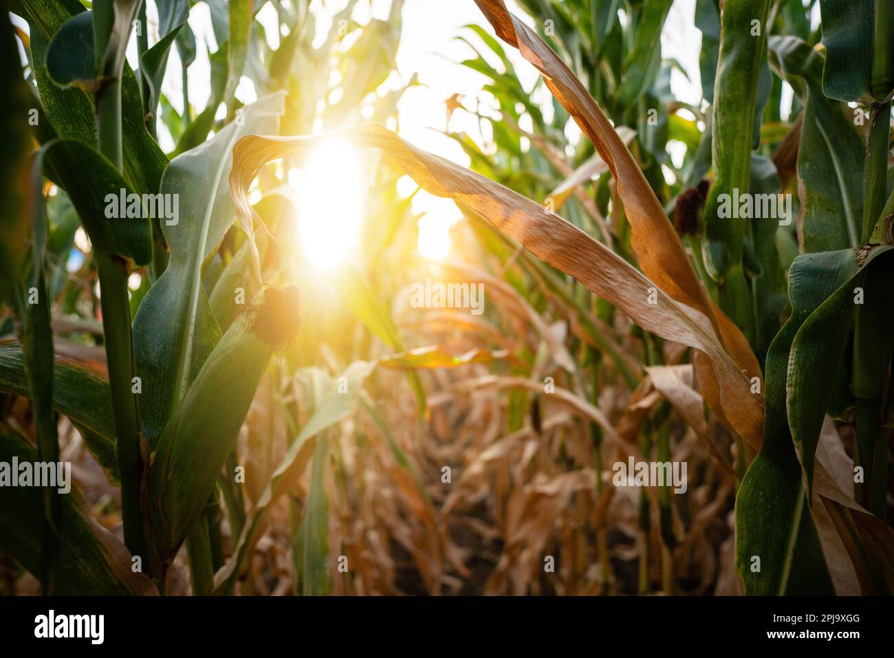 Corn field at sunset. Agriculture background, copy space. High quality ...