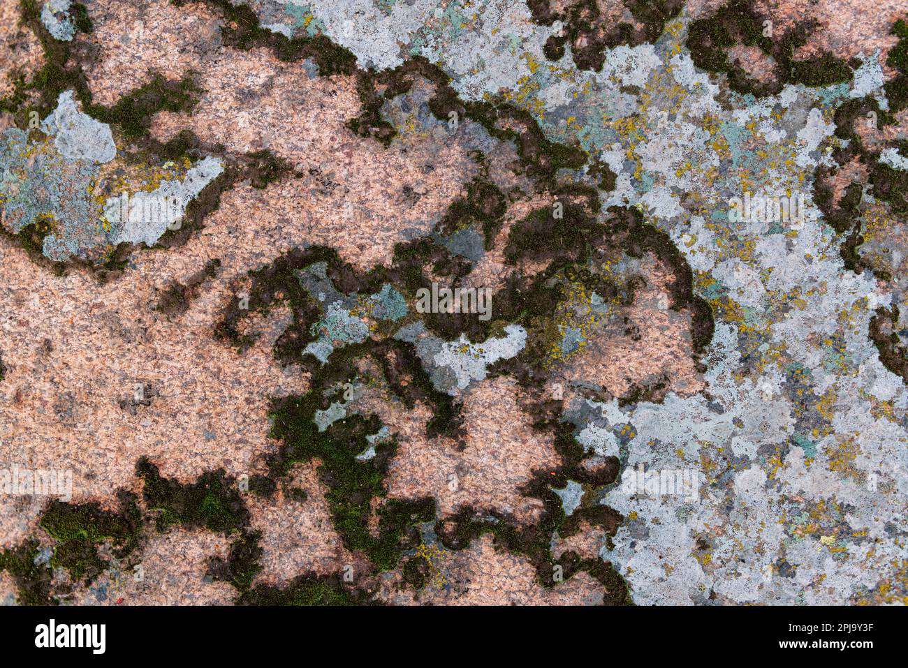 Moss on a stone. Natural high resolution texture Stock Photo - Alamy