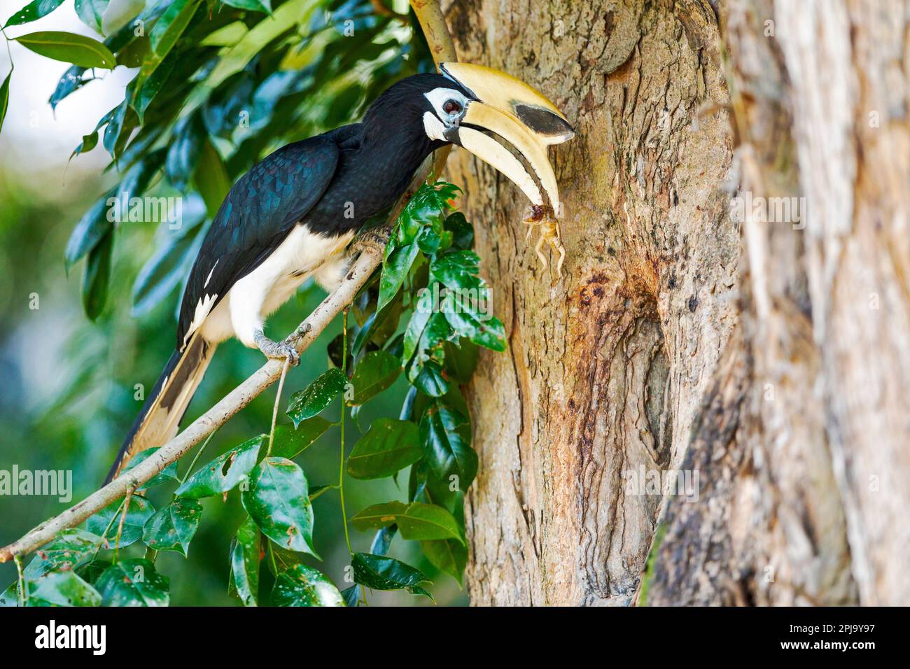 Adult male oriental pied hornbill brings changeable lizard to entice ...