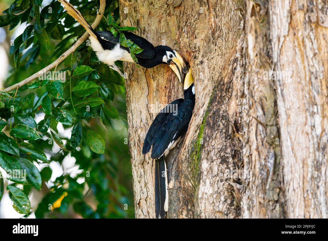 Angsana singapore hi-res stock photography and images - Alamy