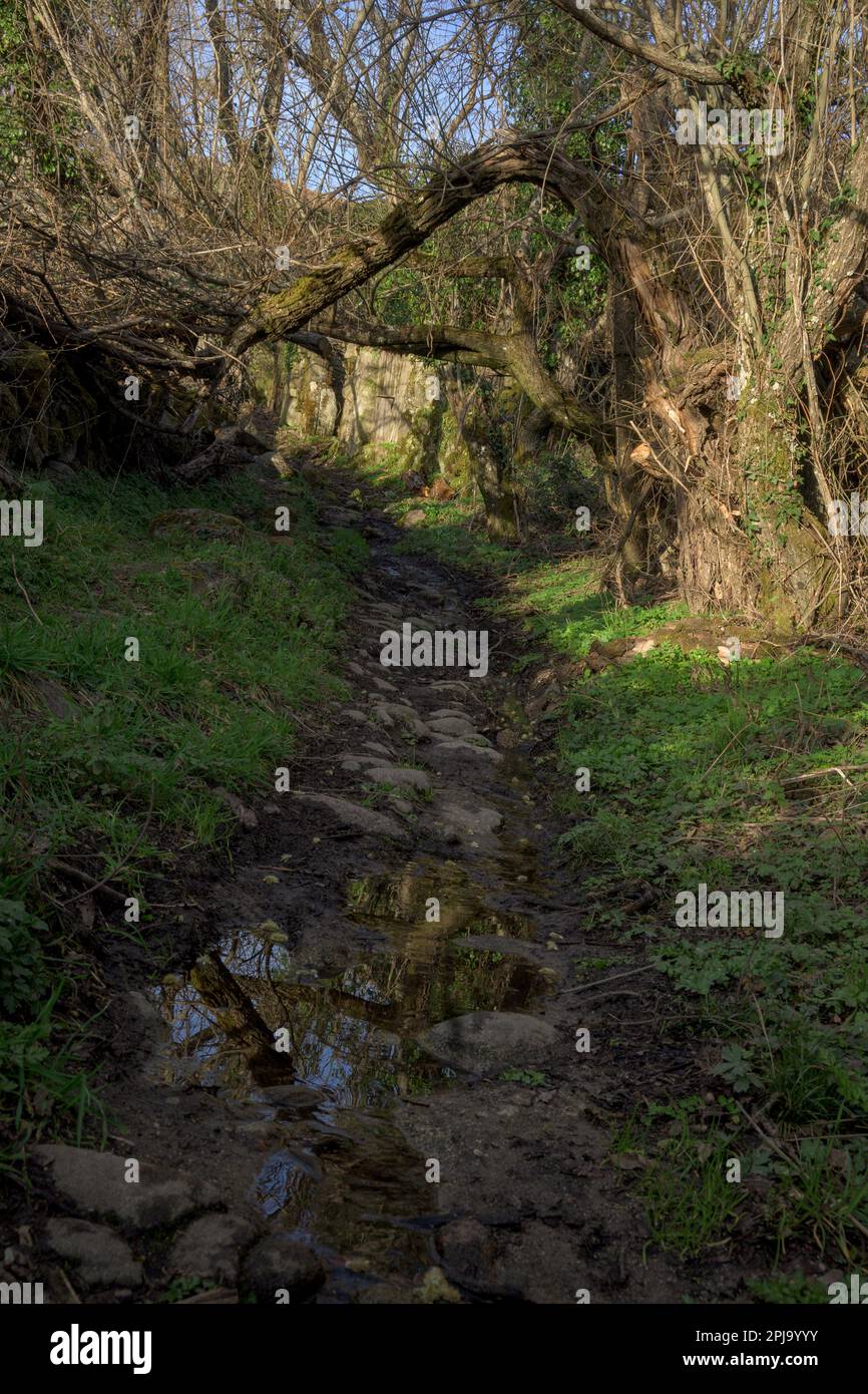 Mysterious path with horizontal branches and vertical wet cobbled ...