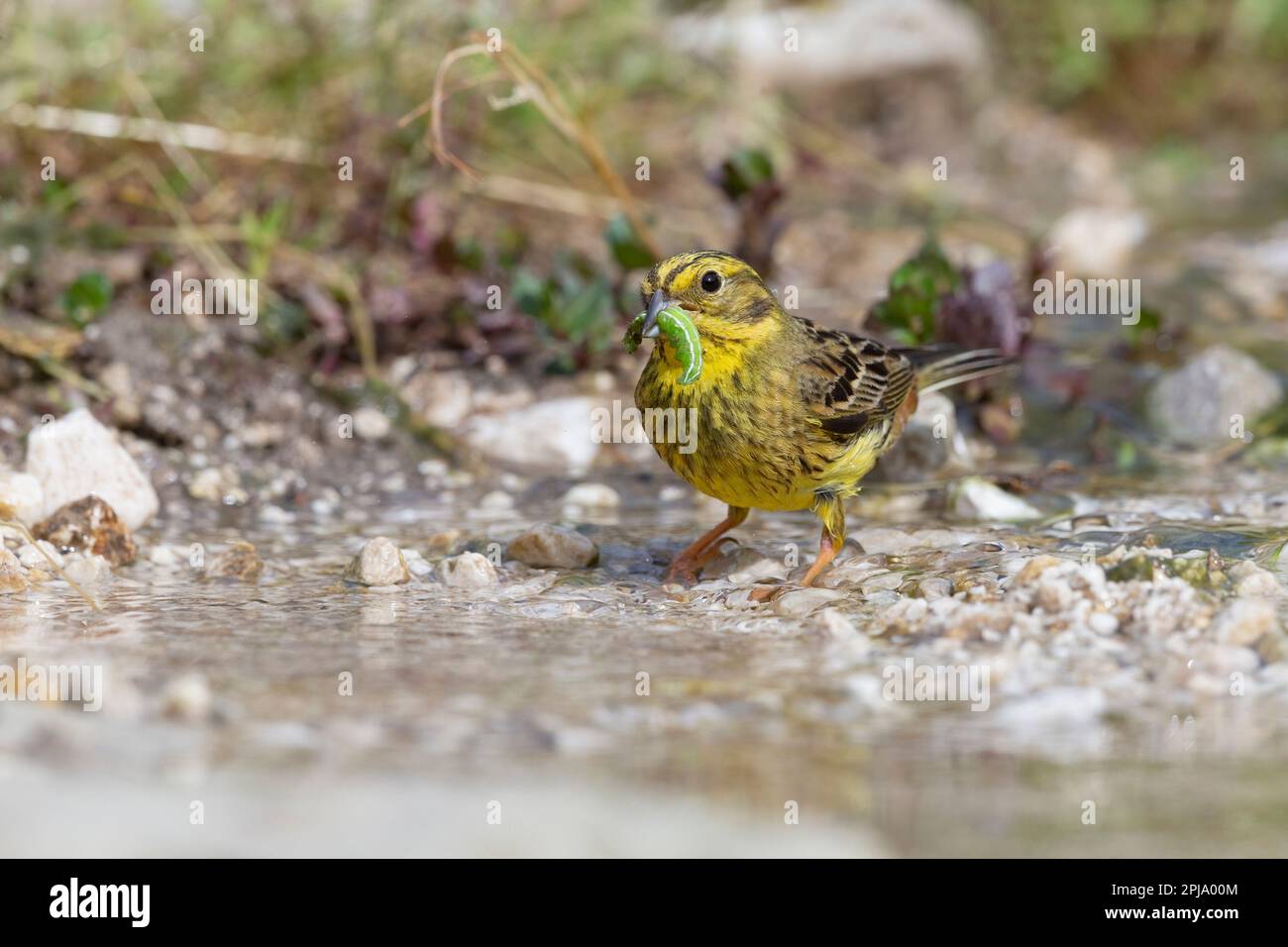 Yellowhammer portrait hi-res stock photography and images - Alamy