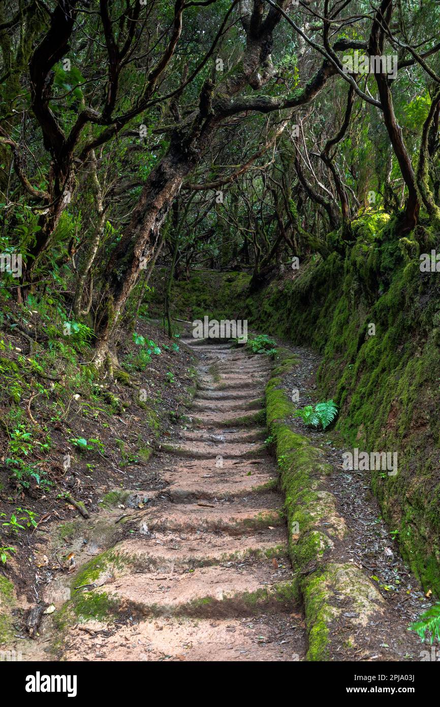 Cloud forest in Anaga mountains, Tenerife, Spain Stock Photo - Alamy