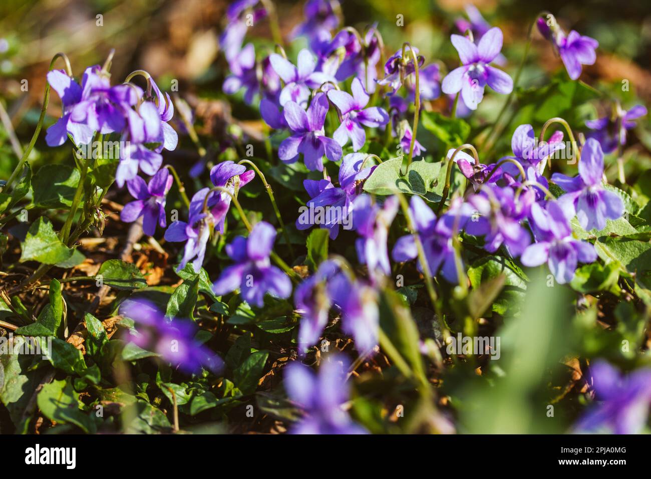Blooming forest violet Viola odorata. Small fragrant violet flowers in ...