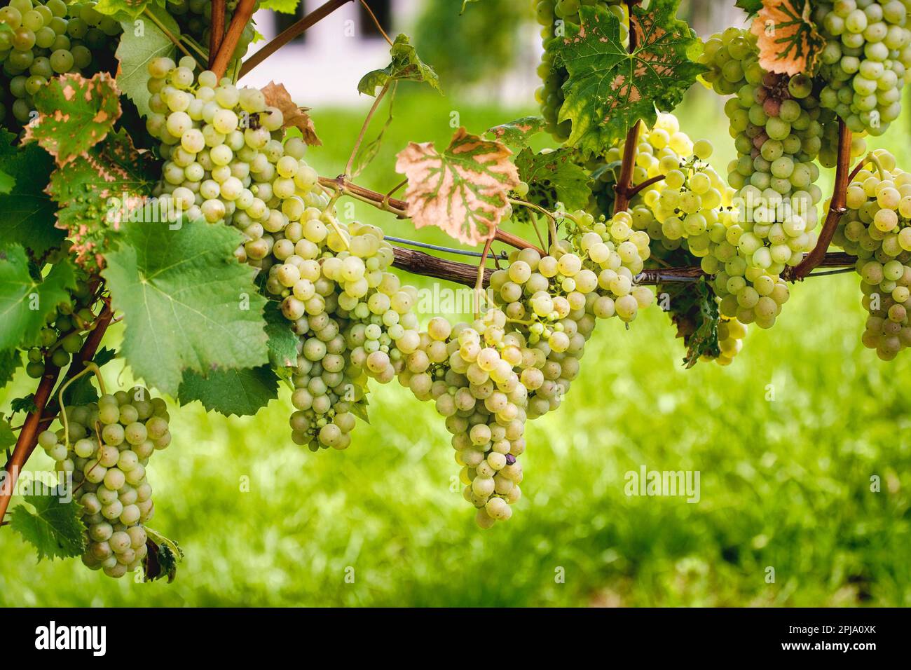 Grapes on vines winery hi-res stock photography and images - Alamy