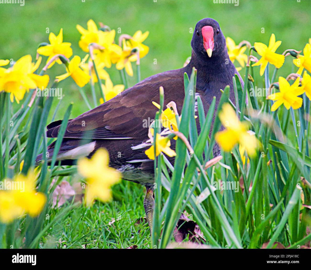 Glasgow, Scotland, UK 1stt April, 2023. Giant Easter coot as the tiny ...