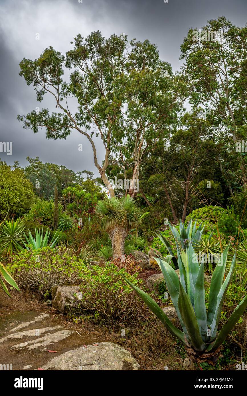 Exotic Garden Of Village Roscoff At The Atlantic Coast Of Brittany ...