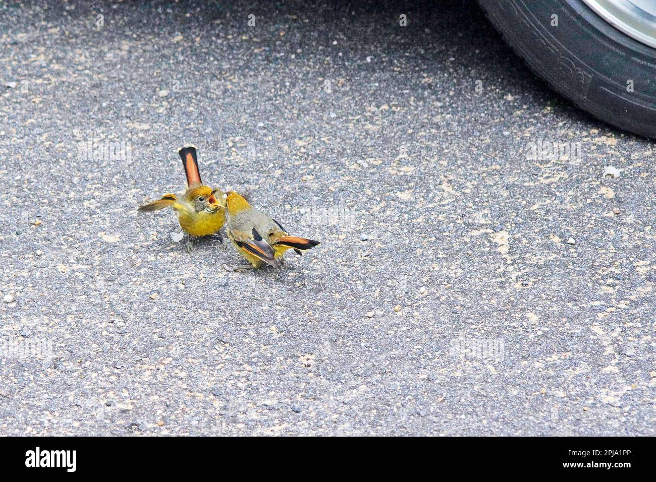 family of Thai birds Stock Photo - Alamy