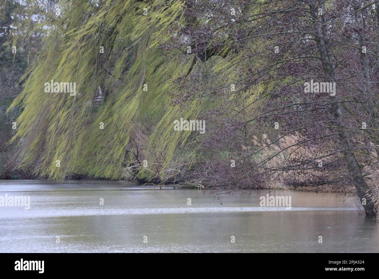Planting along the Edge of the Lake sways in the Wind Stock Photo - Alamy