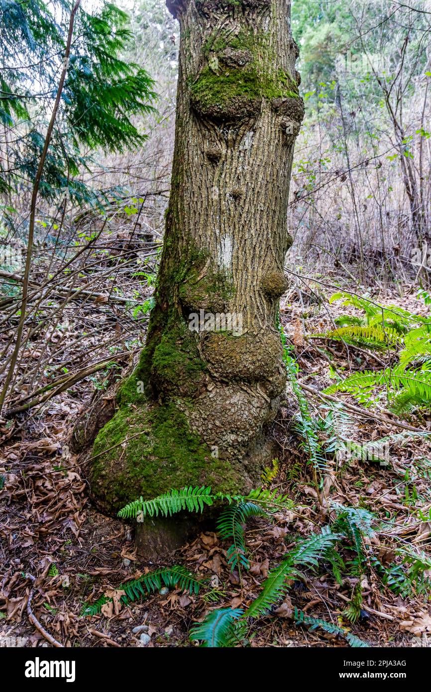 An interesting tree along the path at Bellevue Botanical Garden in ...