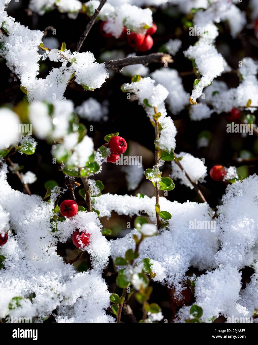 Red berries covered with snow at winter. Snow melting in the morning ...