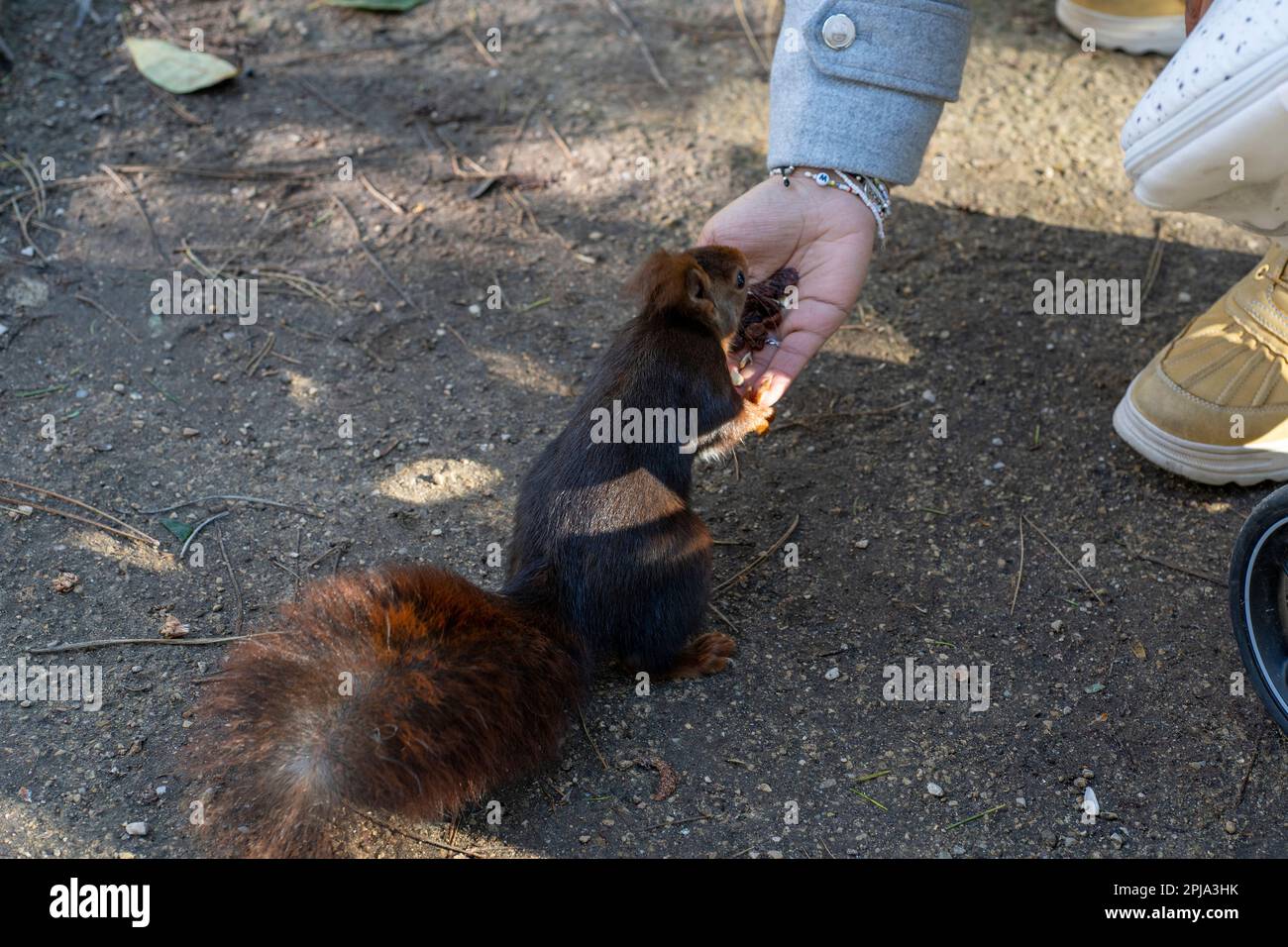 Woman feeding squirrel hi-res stock photography and images - Alamy