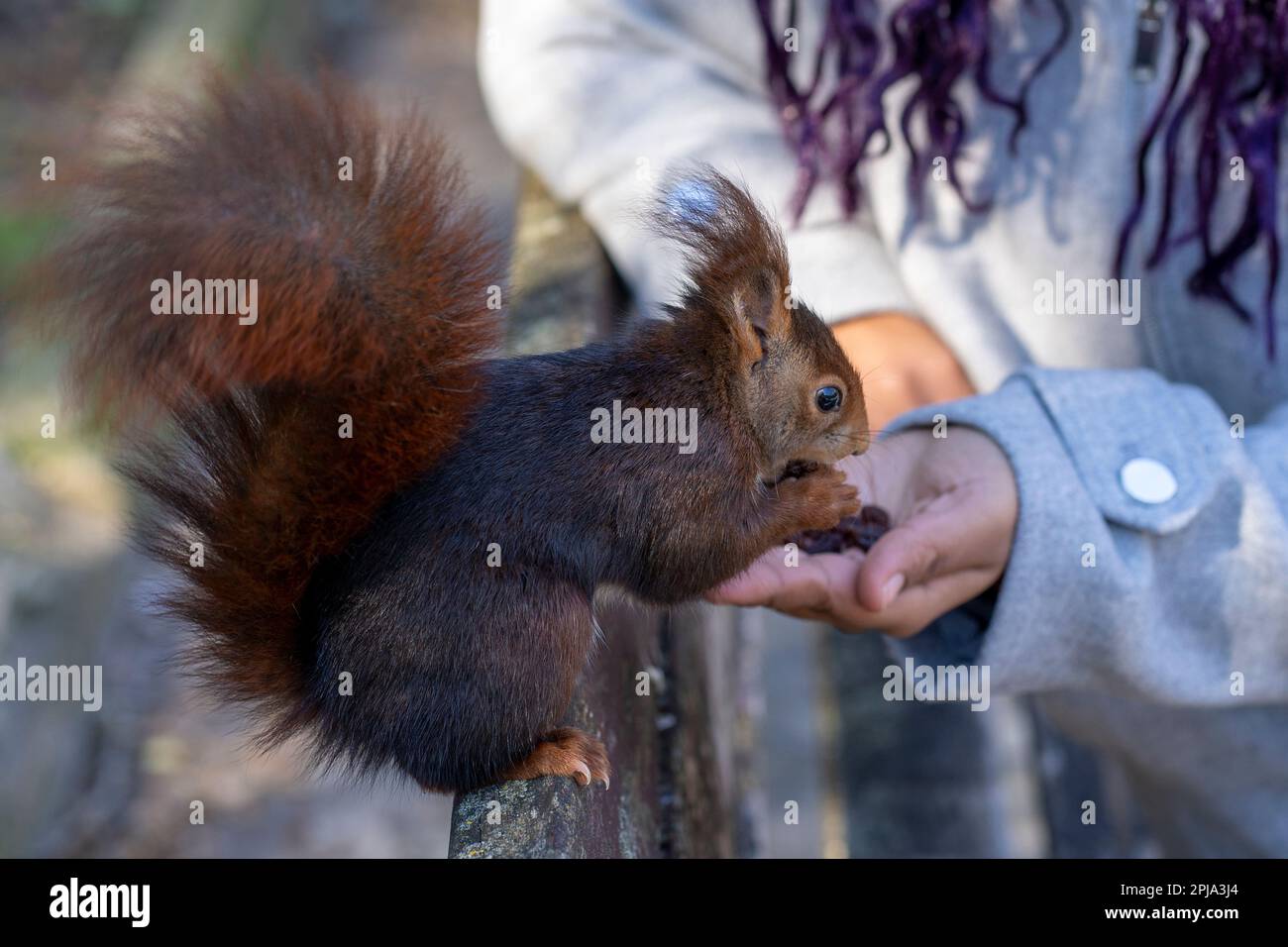 Woman feeding squirrel hi-res stock photography and images - Alamy