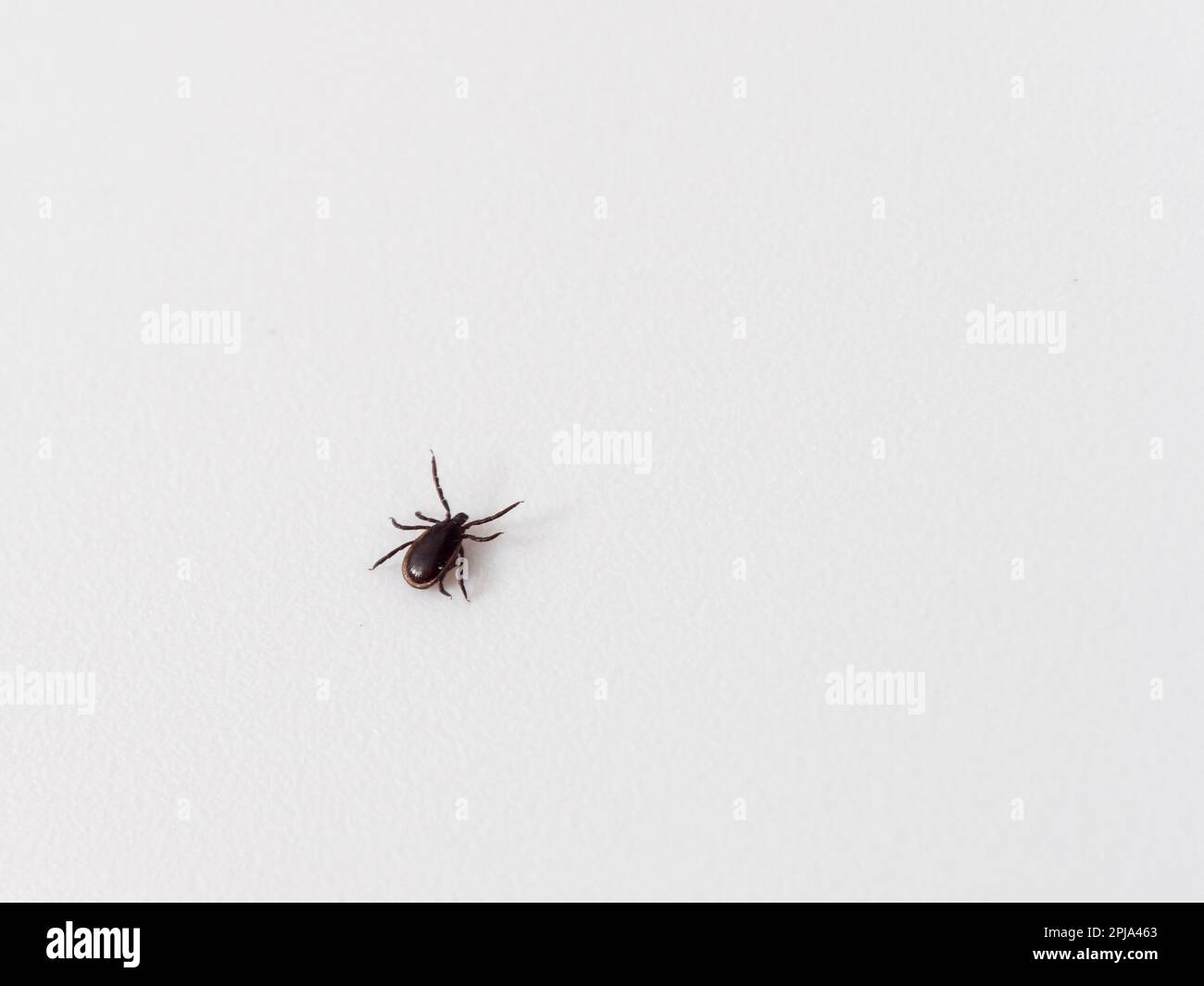 Tick on a white background. Dog tick. Close-up Stock Photo - Alamy