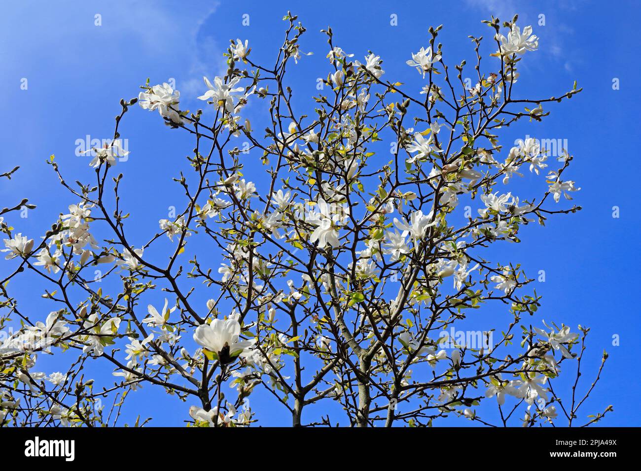 White blossom 2023 uk hi-res stock photography and images - Alamy