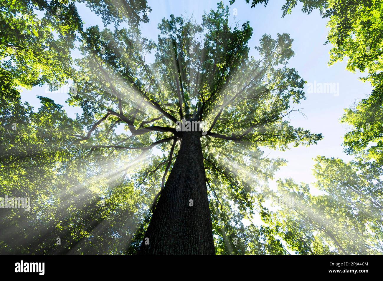 Oak forest tree hi-res stock photography and images - Alamy