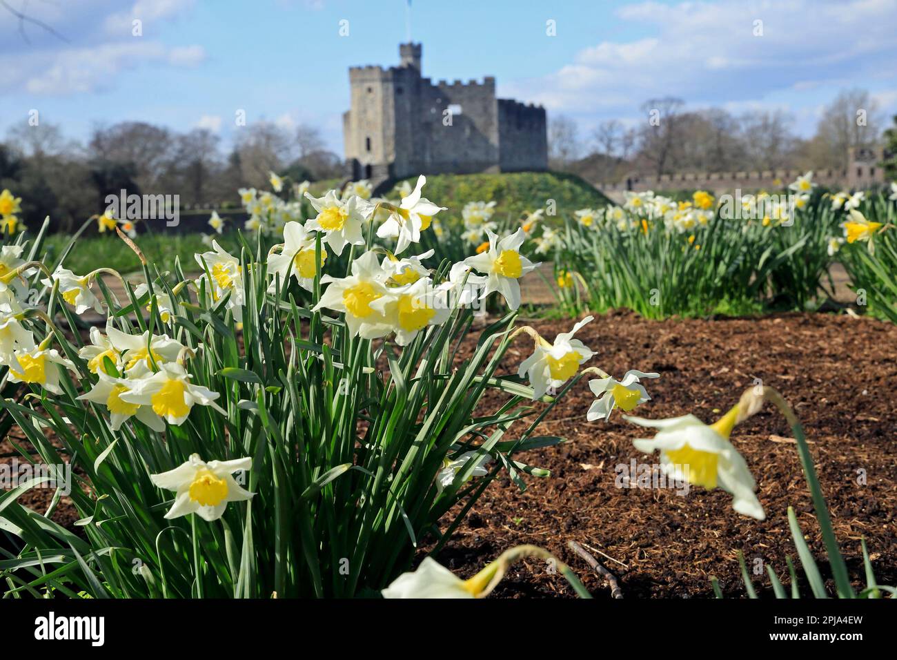 Cardiff Castle Norman keep and daffodils in foreground. March 2023 ...