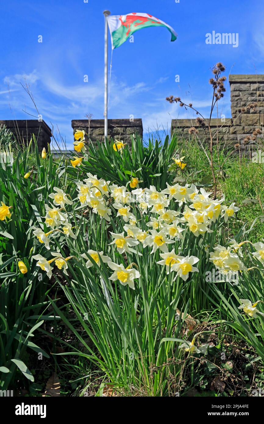 Cardiff Castle walls with daffodil bank and Welsh Dragon, Welsh ...