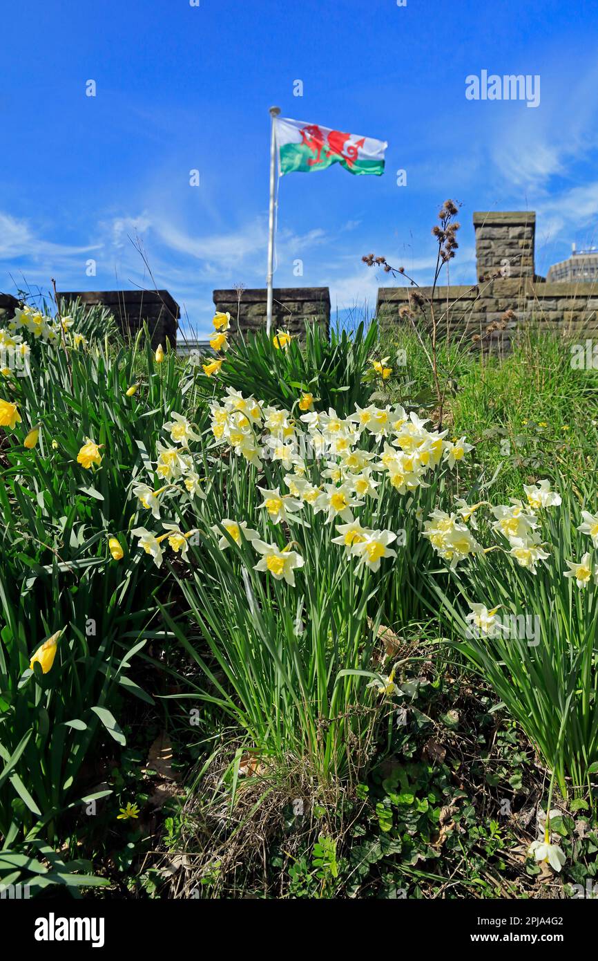 Cardiff Castle walls with daffodil bank and Welsh Dragon, Welsh ...
