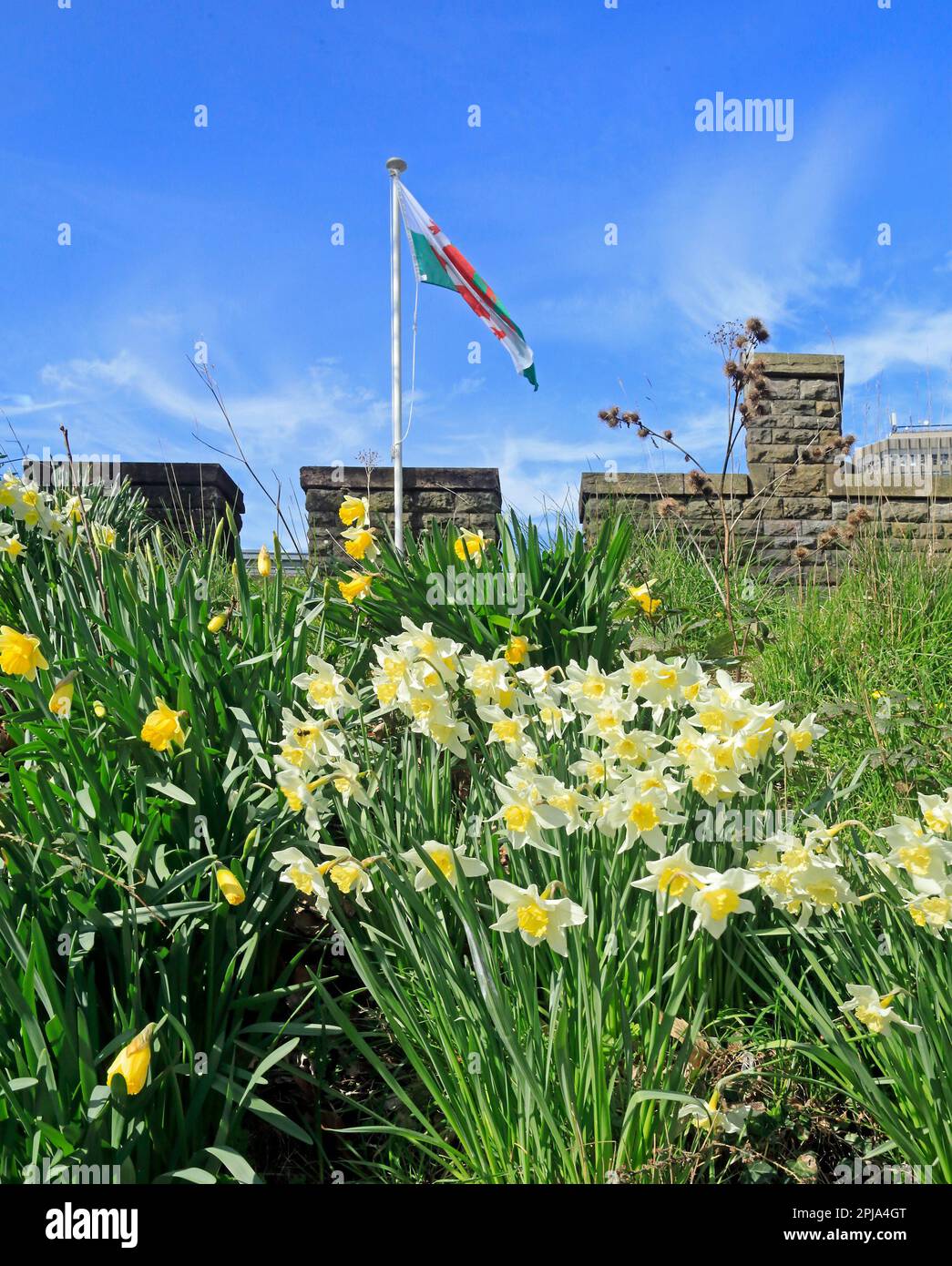 Cardiff Castle walls with daffodil bank and Welsh Dragon, Welsh ...