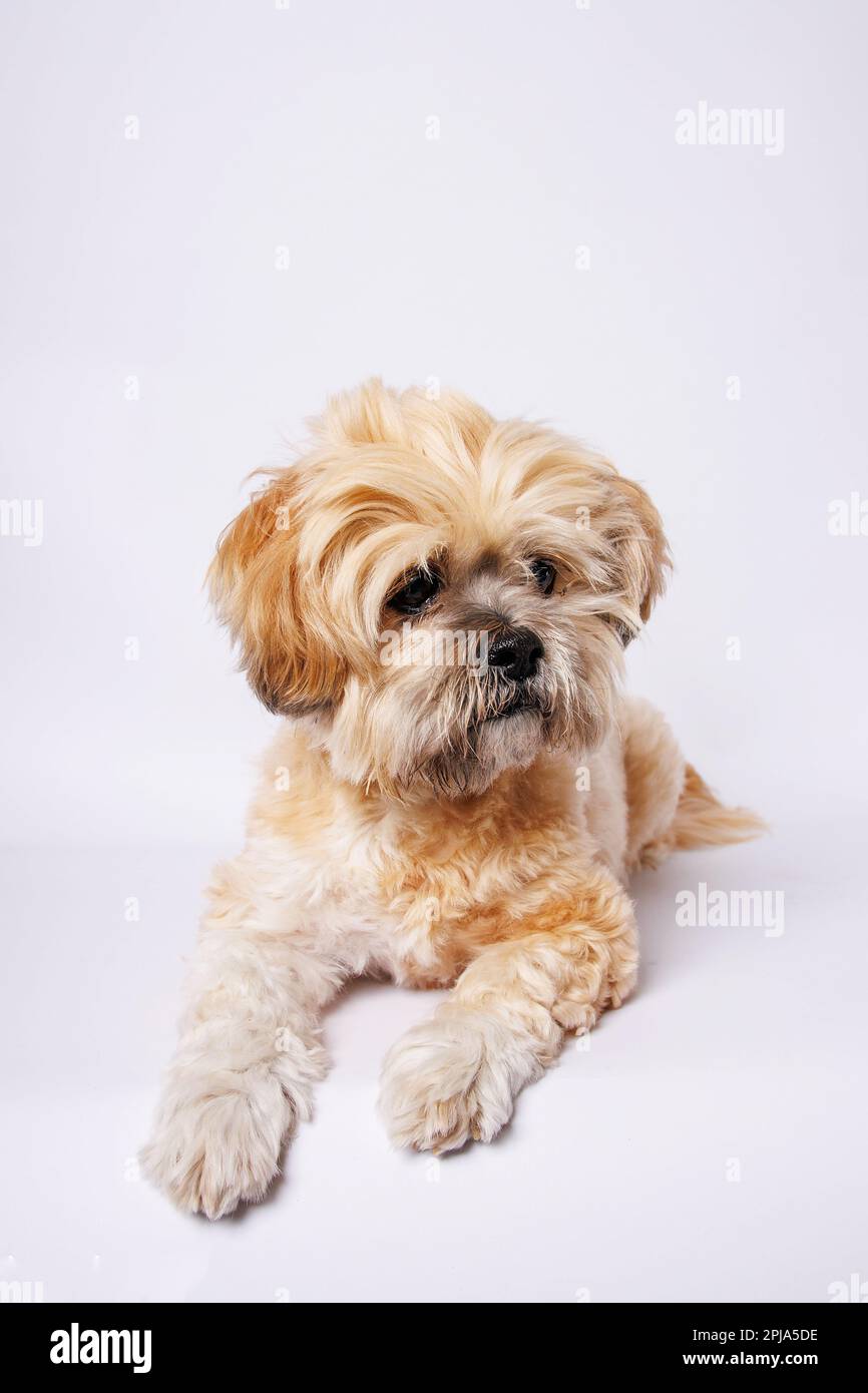 Lhasa Apso - Amazing dog in studio photo session Stock Photo - Alamy